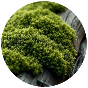 Beardo Alpha Leather Elixir 100ml | Premium Leather Perfume for Men ...